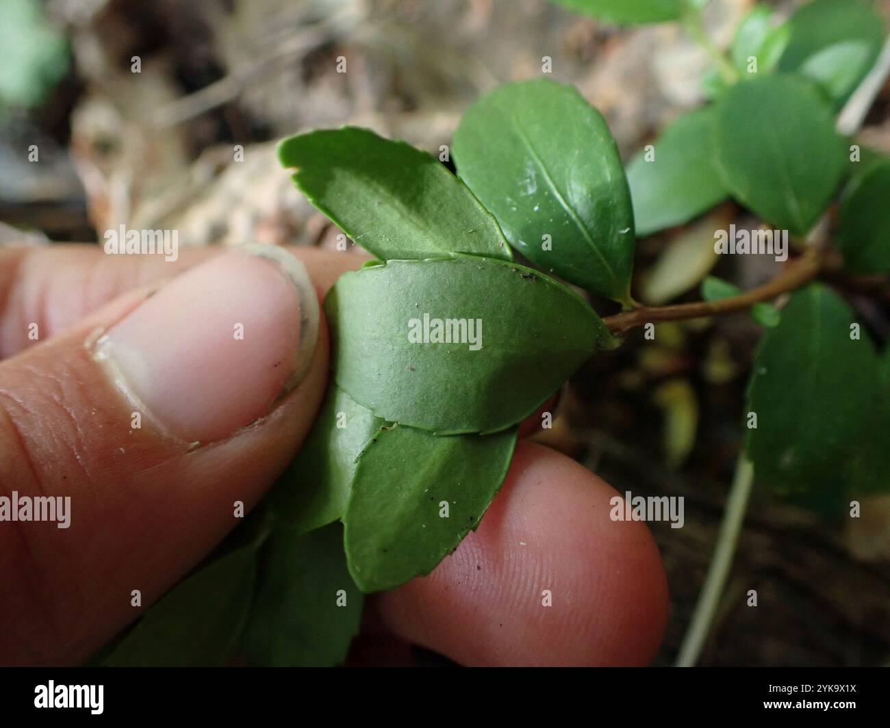 Oregon Boxwood (Paxistima myrsinites Stock Photo - Alamy