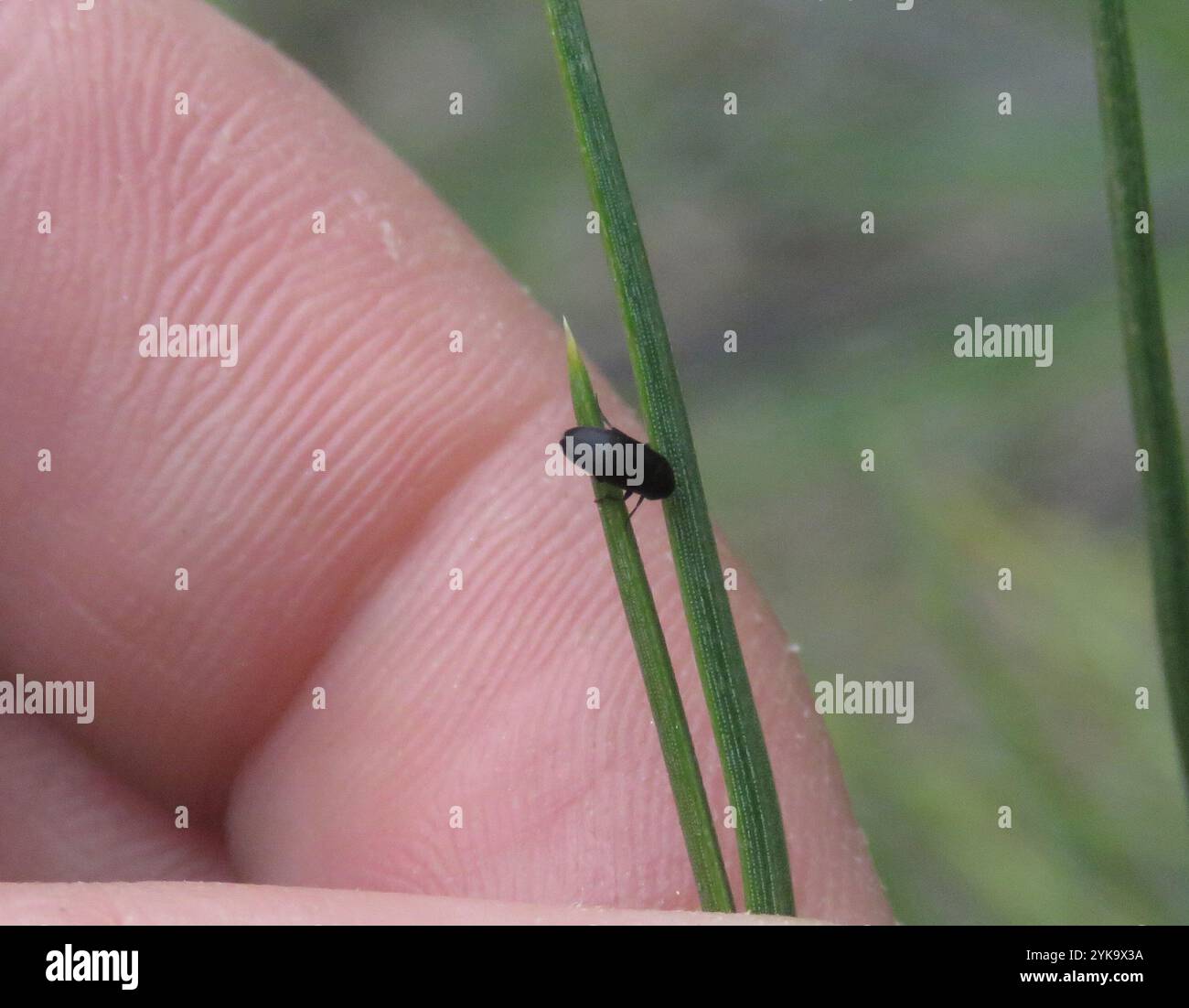 Melandryidae hi-res stock photography and images - Alamy