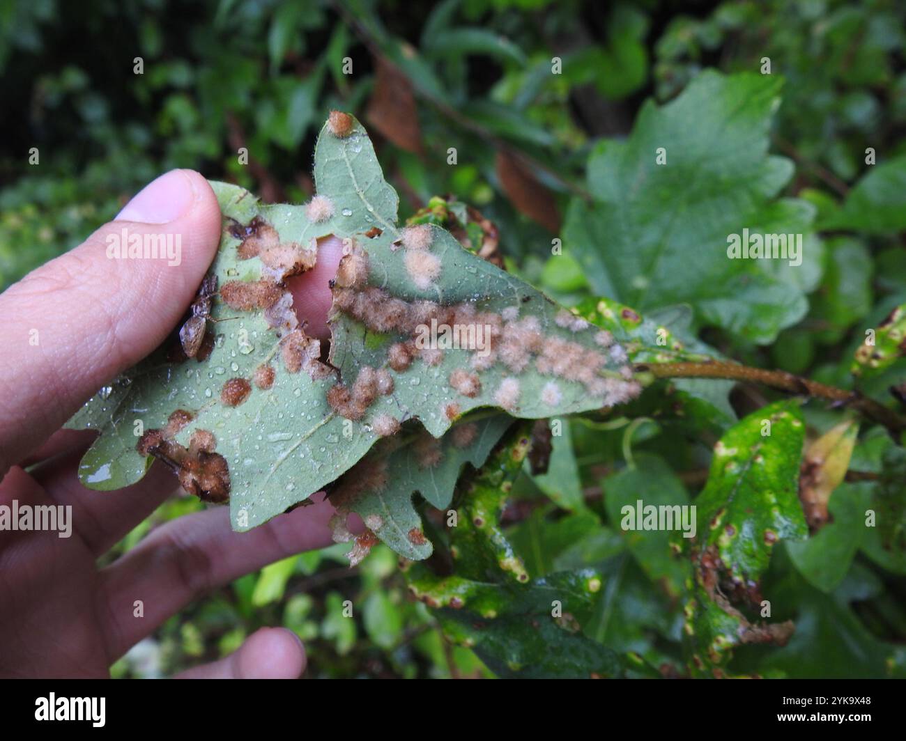 oak flake gall wasp (Neuroterus quercusverrucarum Stock Photo - Alamy