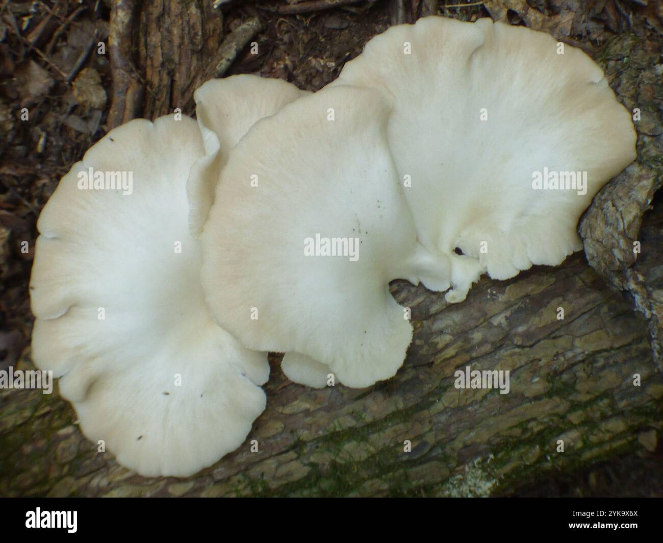 pale oyster (Pleurotus pulmonarius Stock Photo - Alamy