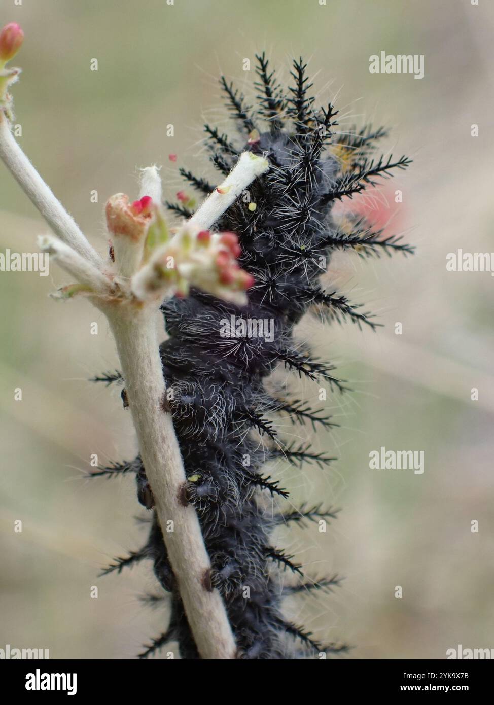 Western Sheep Moth (Hemileuca eglanterina Stock Photo - Alamy