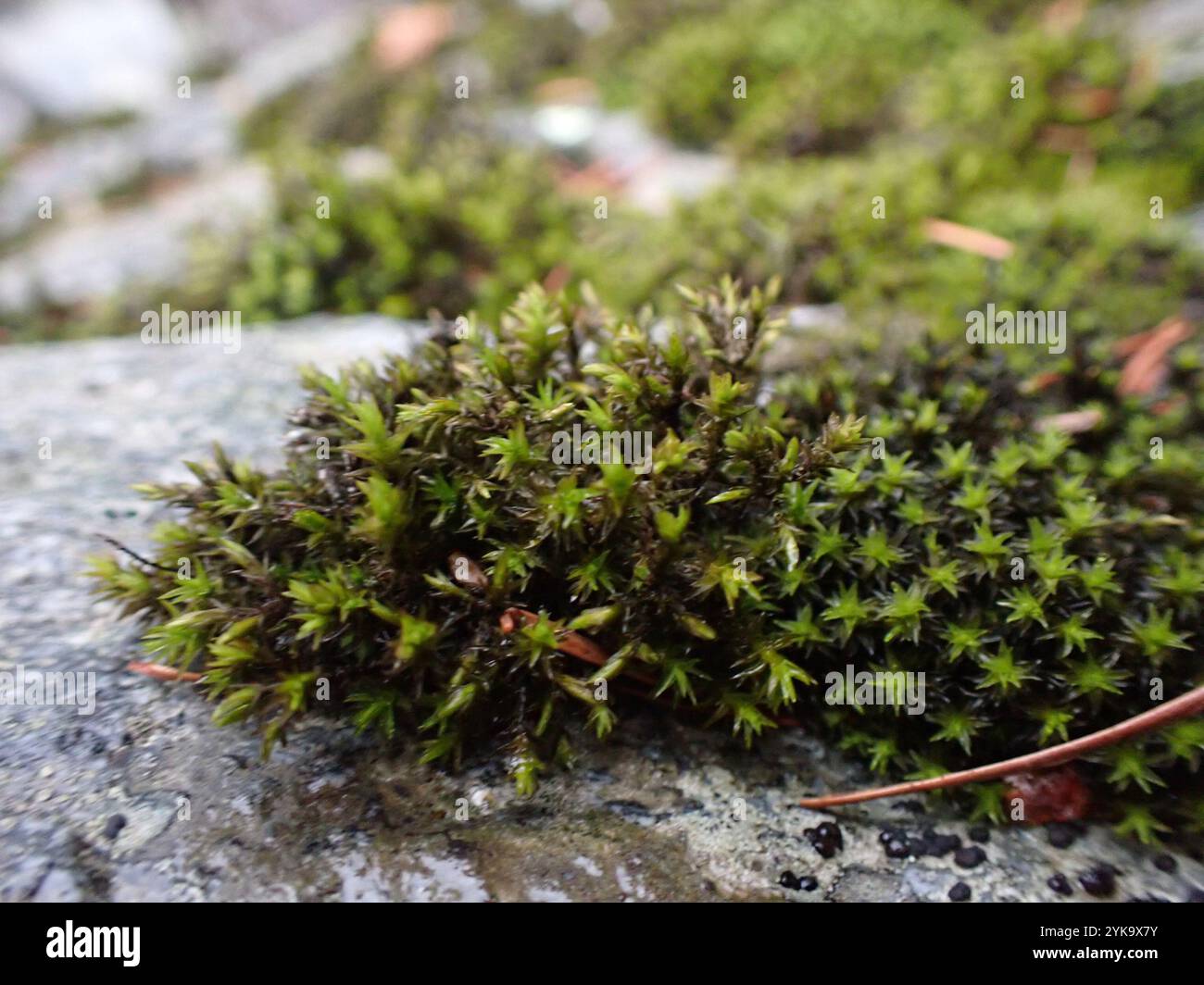 Yellow Fringe-moss (Racomitrium aciculare Stock Photo - Alamy