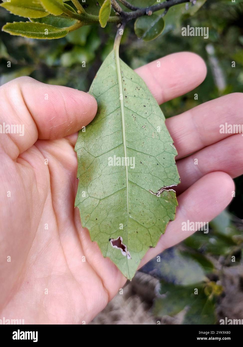 Pigeonwood (Hedycarya arborea Stock Photo - Alamy