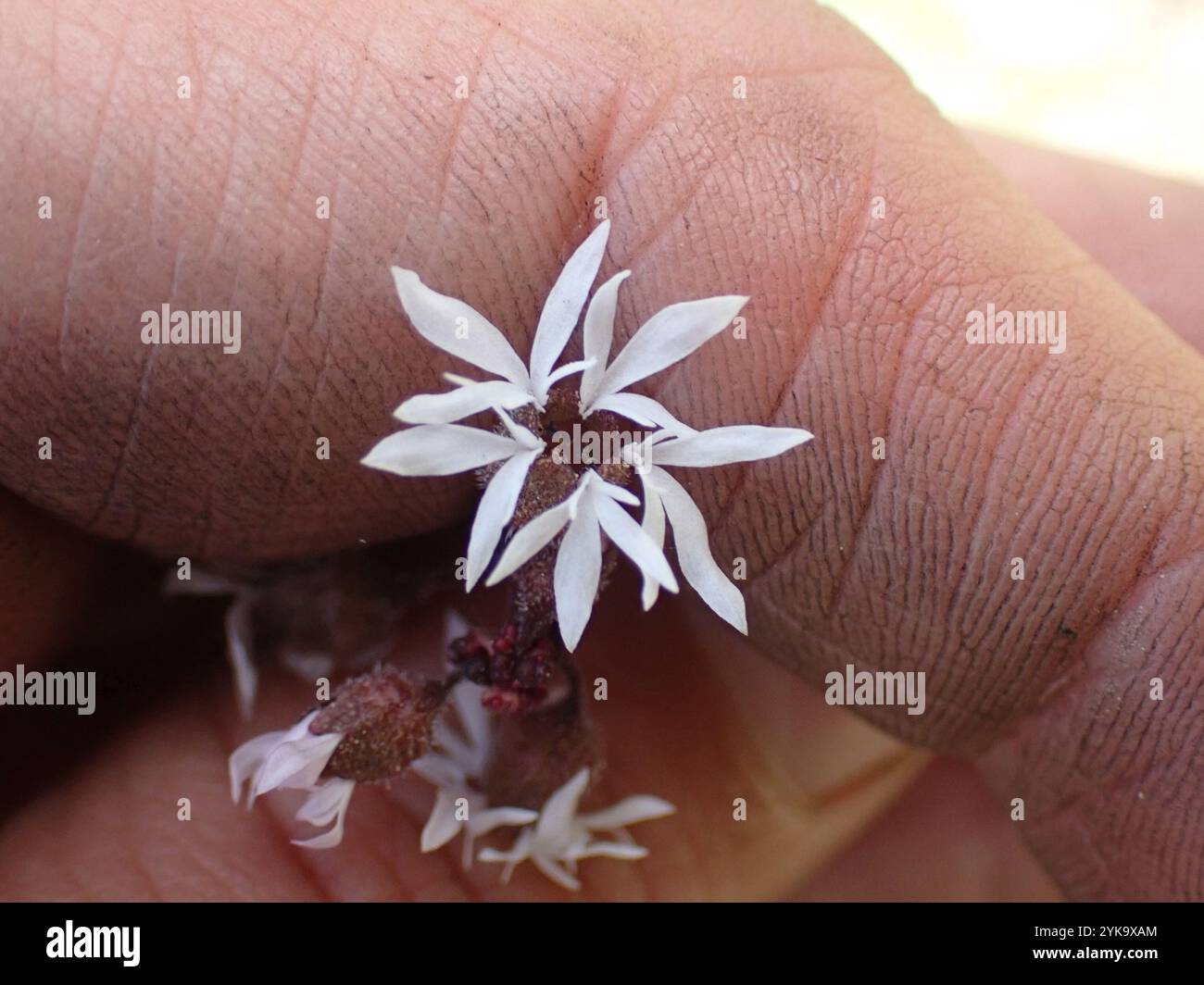 Bulbous woodland star (Lithophragma glabrum Stock Photo - Alamy