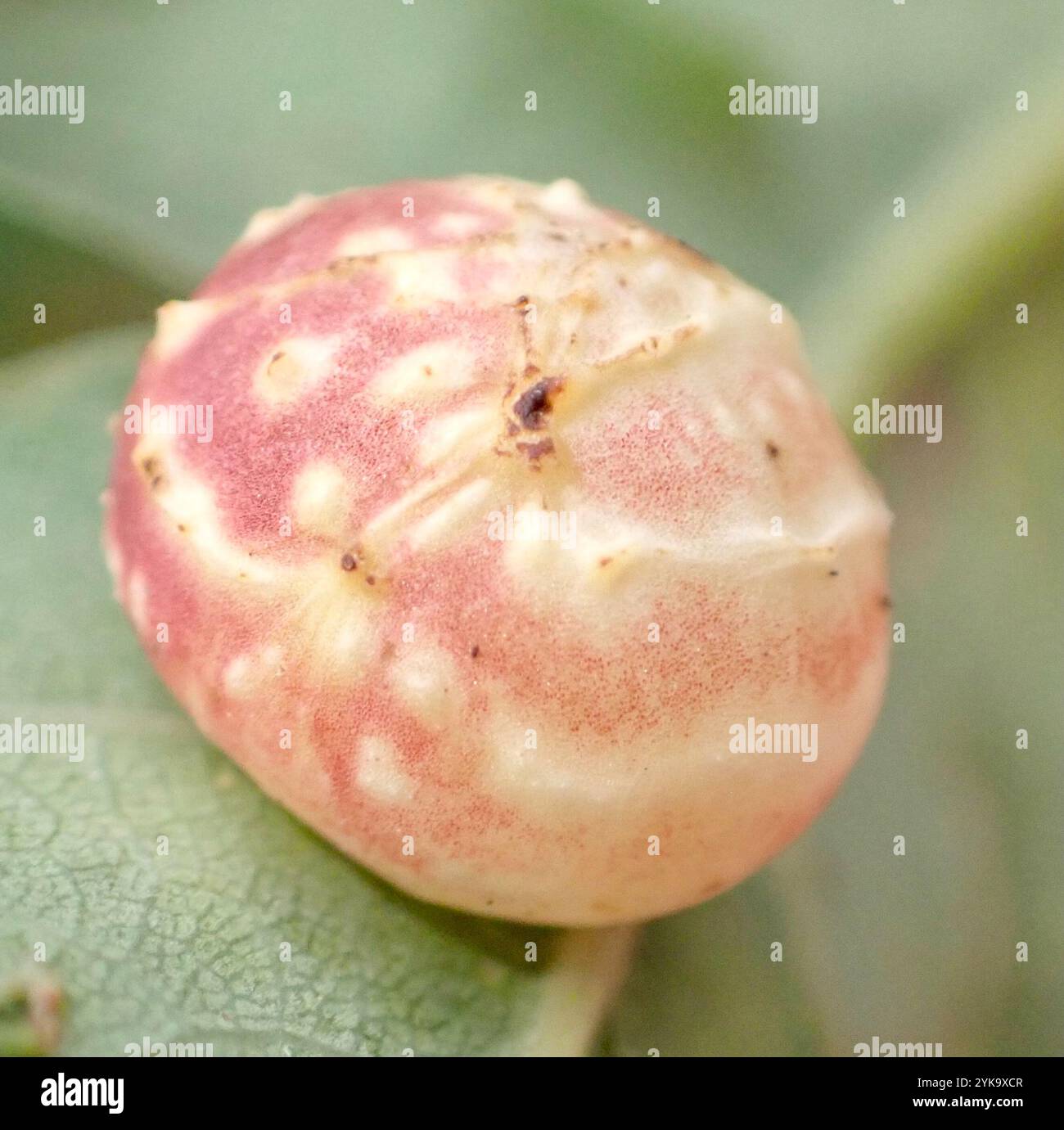 Striped pea gall hi-res stock photography and images - Alamy