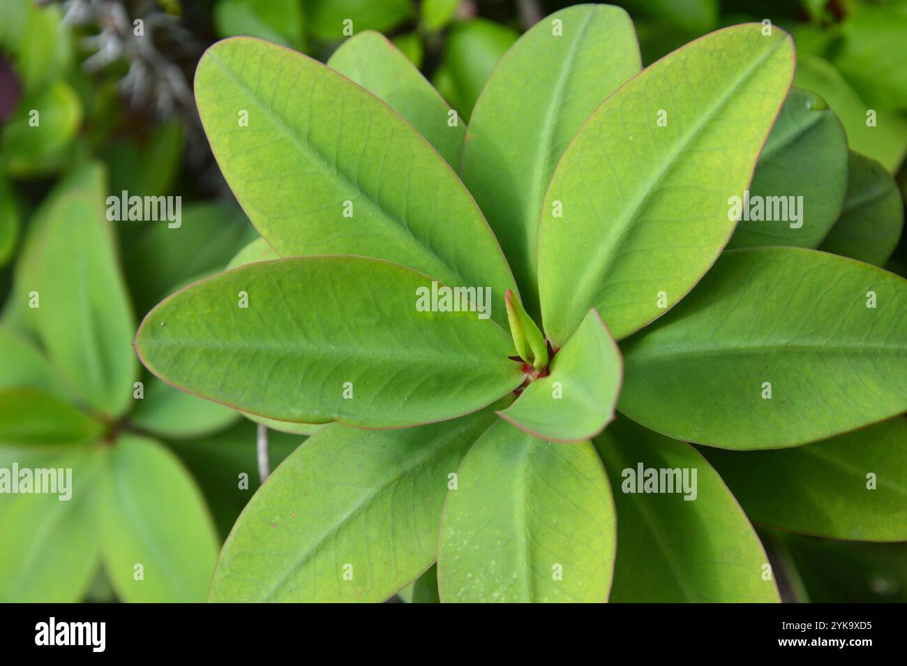 plant on the pot Stock Photo - Alamy