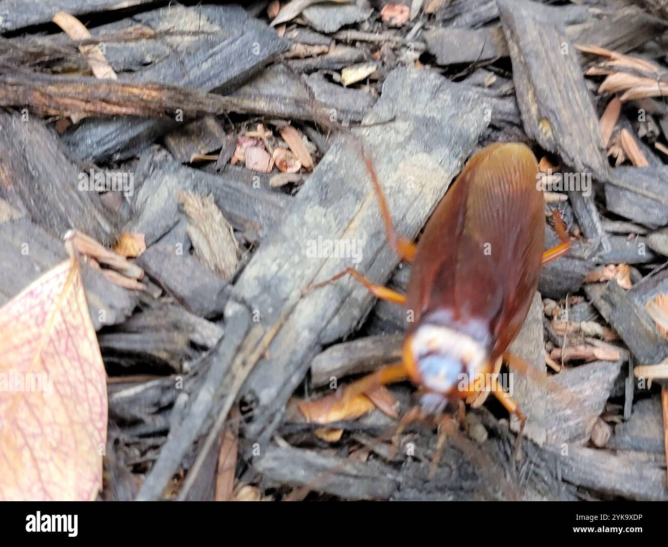 American Cockroach (Periplaneta americana Stock Photo - Alamy