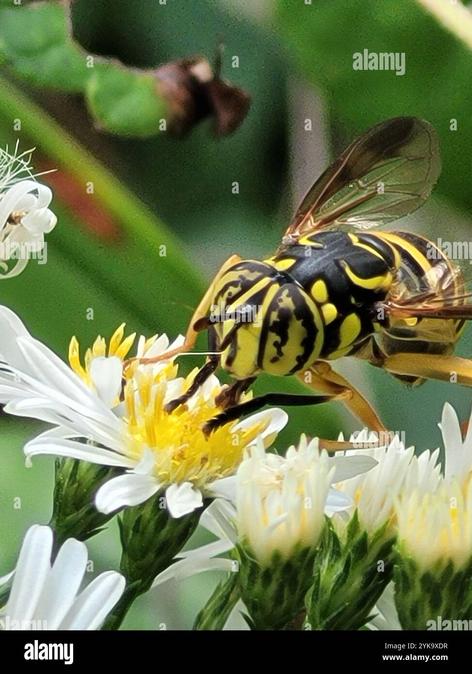 Eastern Hornet Fly (Spilomyia longicornis Stock Photo - Alamy