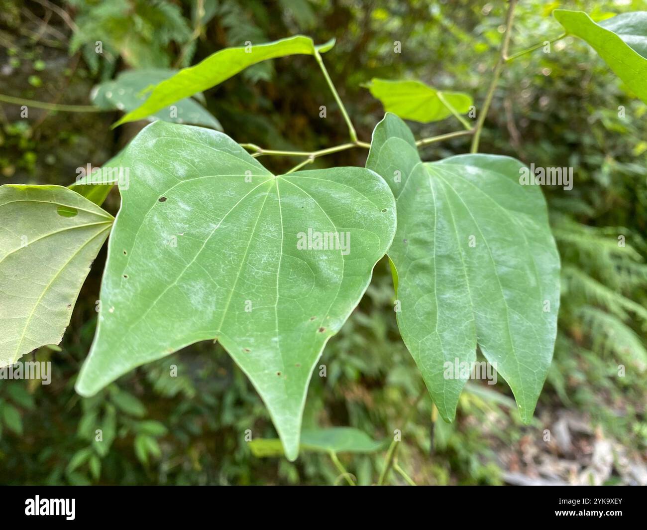 Champion's Bauhinia (Phanera championii Stock Photo - Alamy