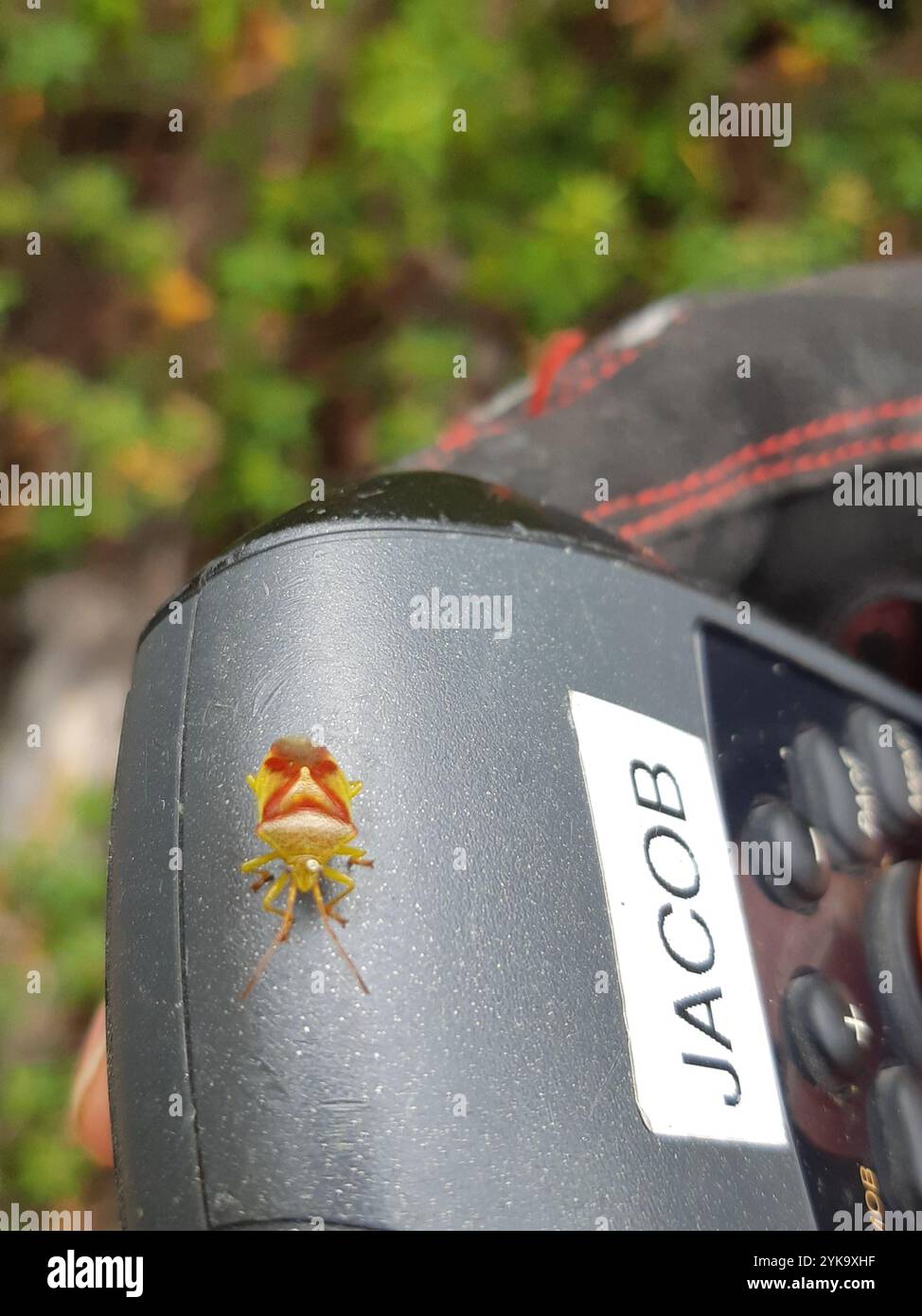Red cross shield bug hi-res stock photography and images - Alamy