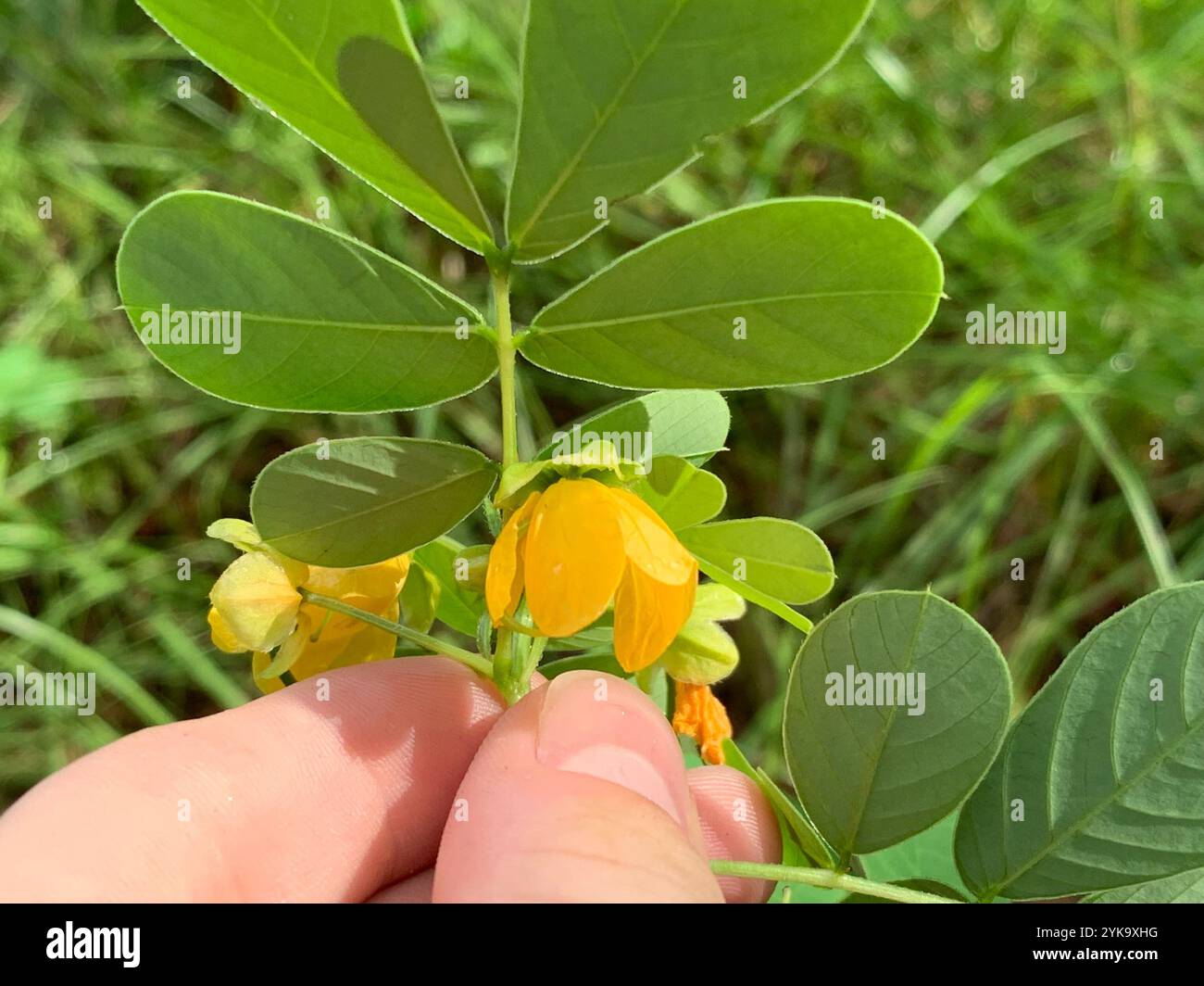 American Sicklepod (Senna obtusifolia Stock Photo - Alamy