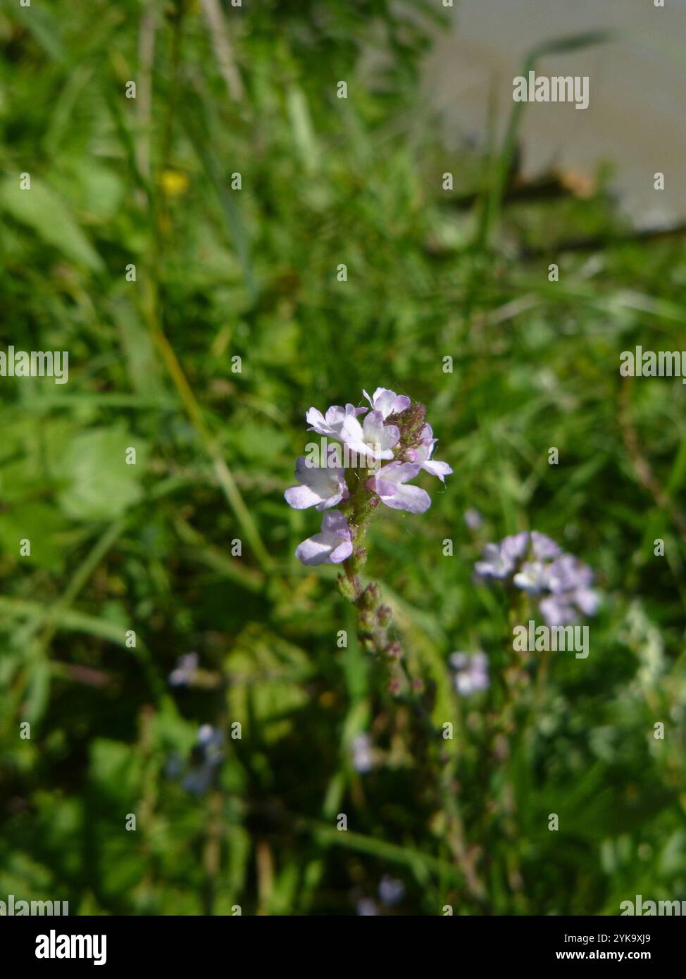 Common vervain (Verbena officinalis Stock Photo - Alamy