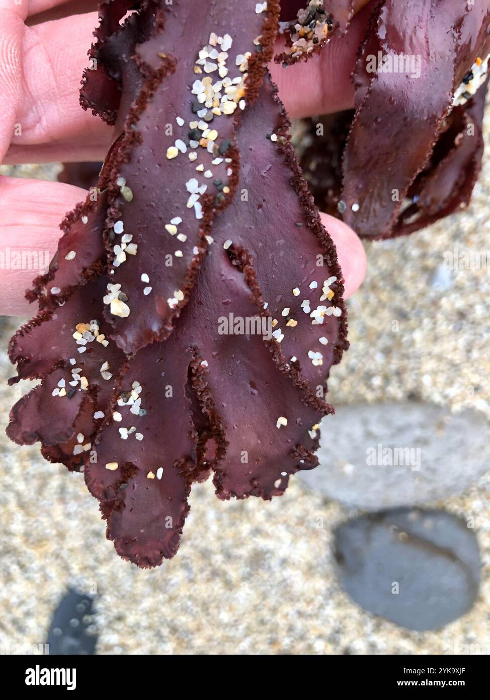 Grape Tongue (Cryptopleura ruprechtiana Stock Photo - Alamy