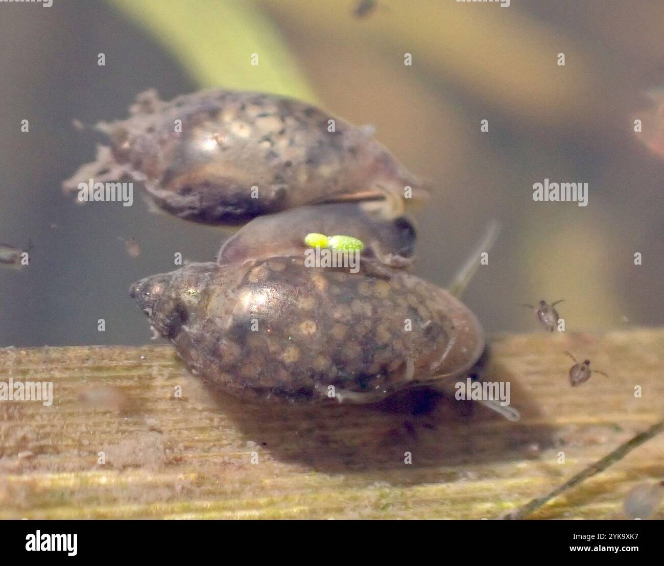 Physella acuta hi-res stock photography and images - Alamy