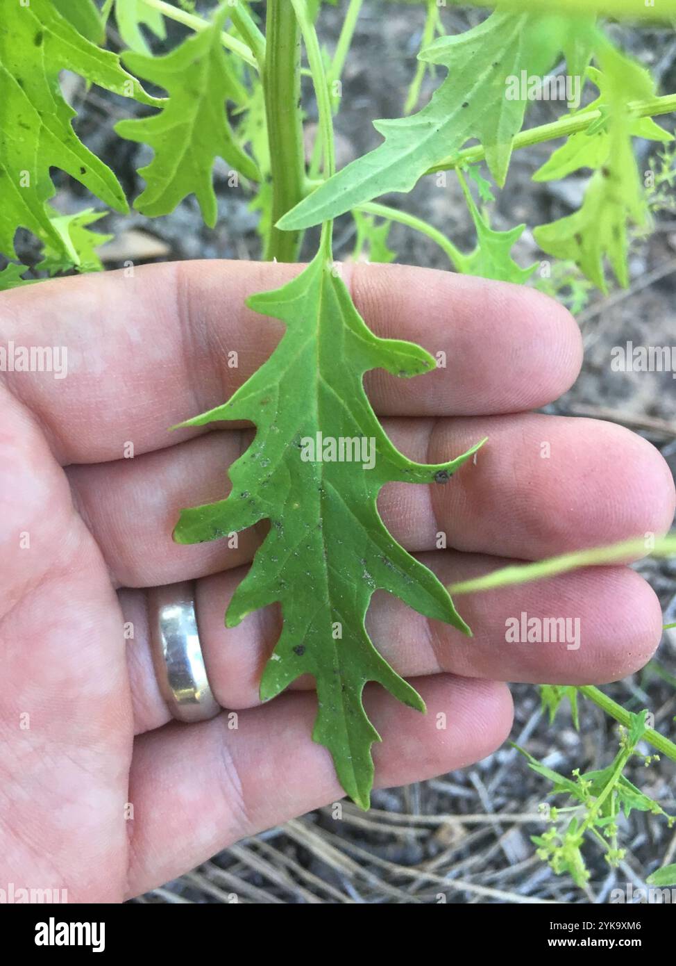 fetid goosefoot (Dysphania incisa Stock Photo - Alamy