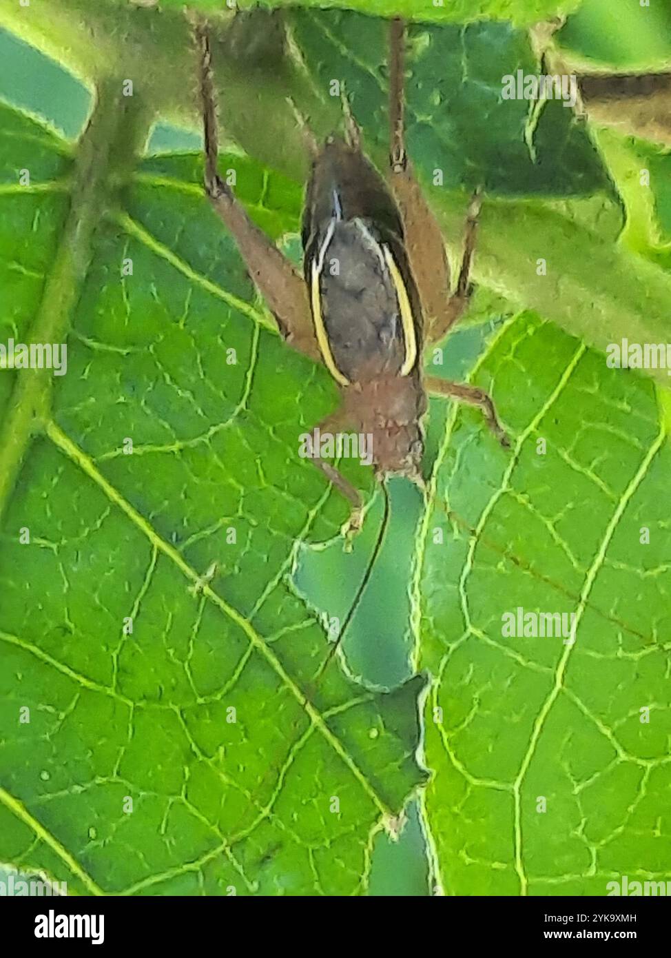 Hapithus hi-res stock photography and images - Alamy