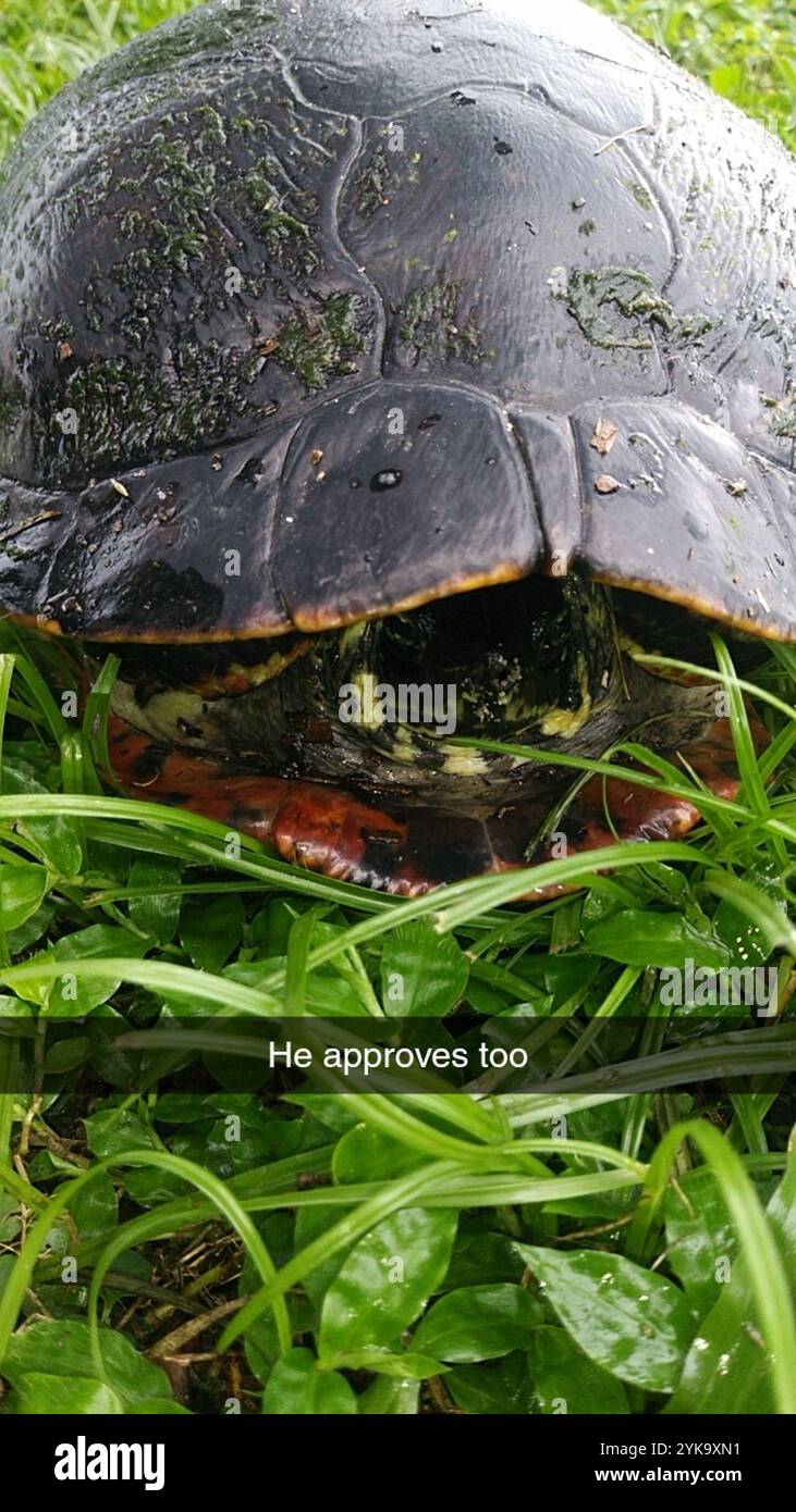 Florida Redbelly Turtle (Pseudemys nelsoni Stock Photo - Alamy