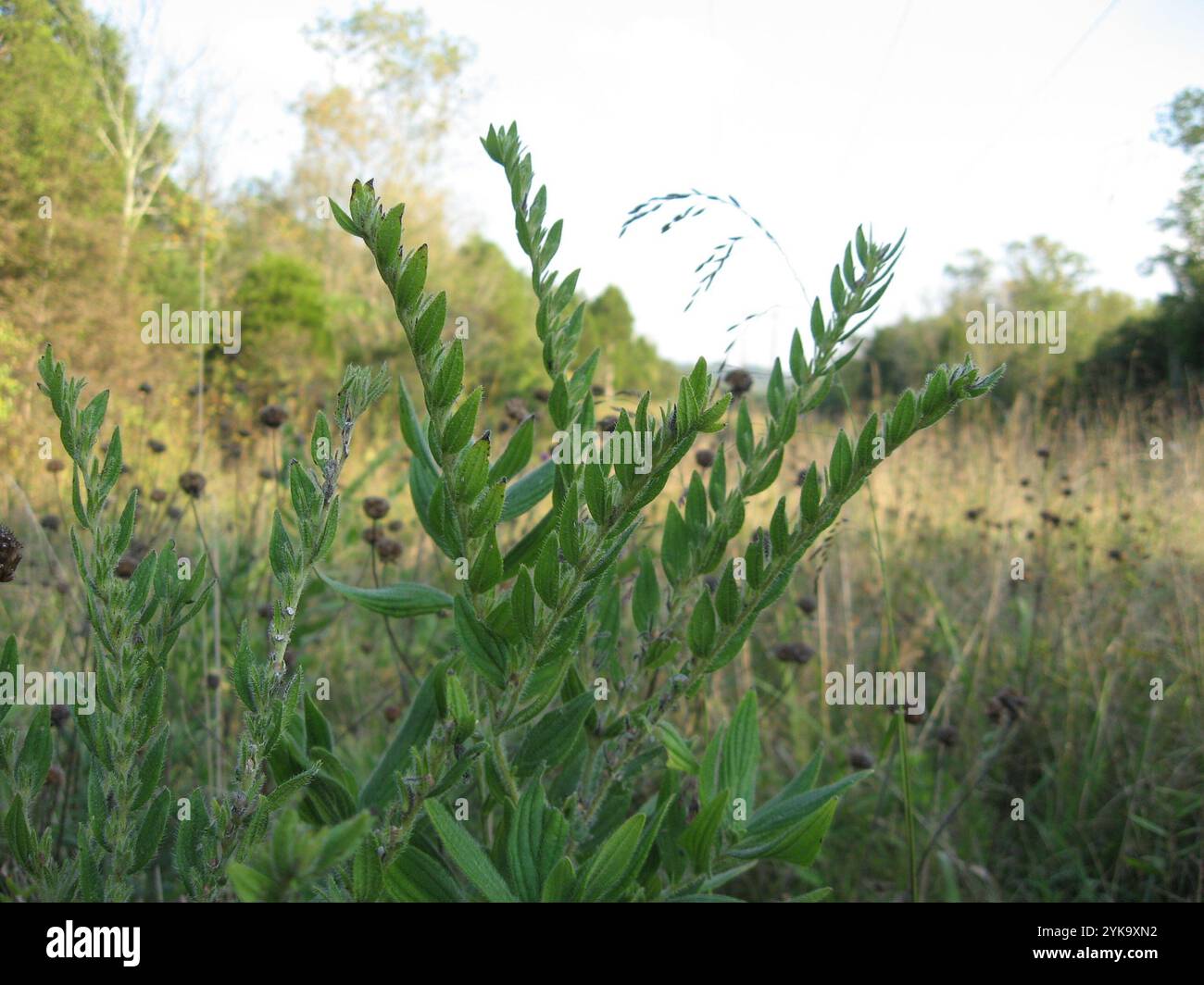 false gromwell (Lithospermum parviflorum Stock Photo - Alamy
