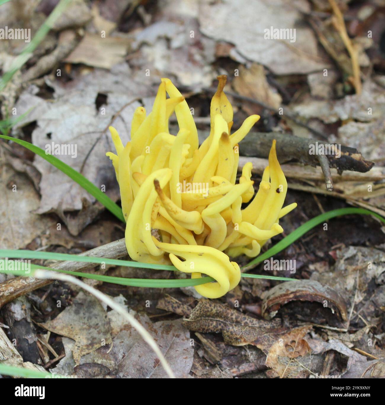 Golden Spindles (Clavulinopsis fusiformis Stock Photo - Alamy