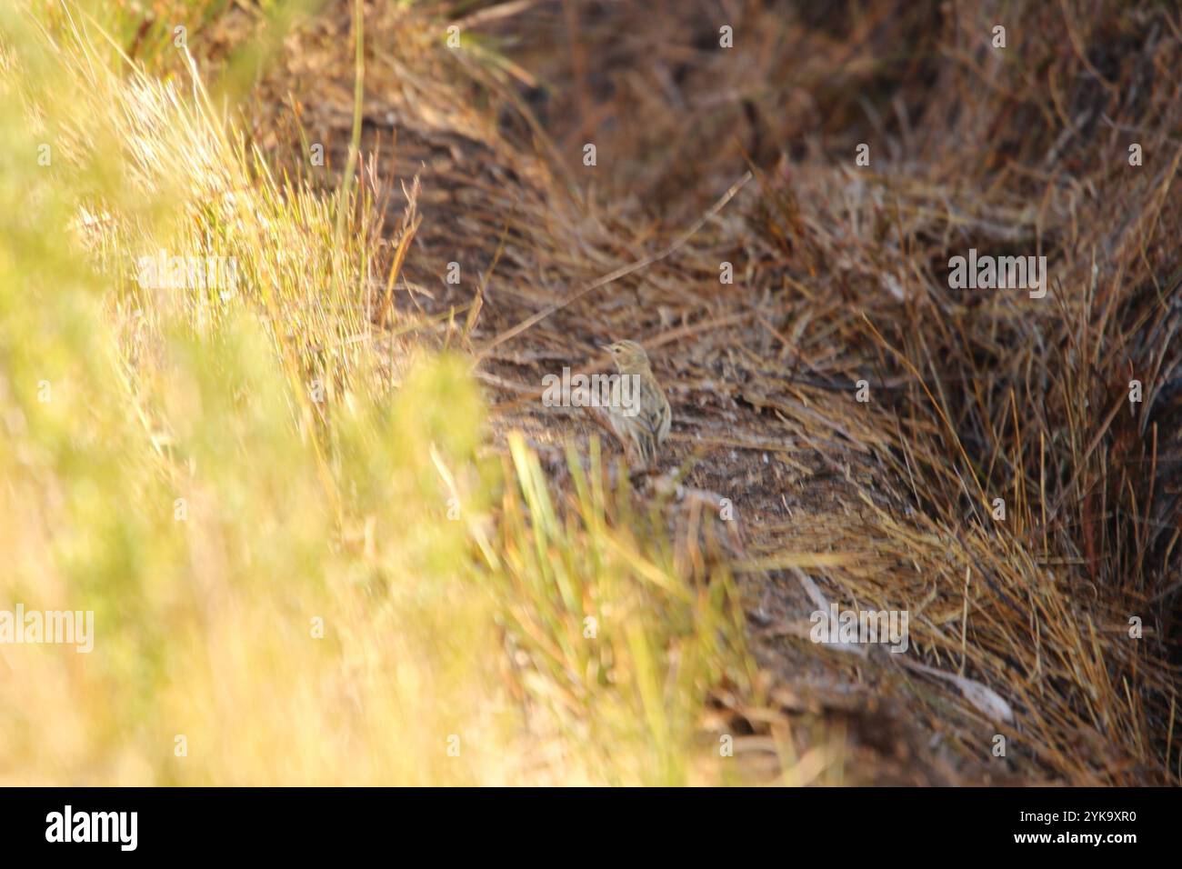 Australian Pipit (Anthus australis Stock Photo - Alamy