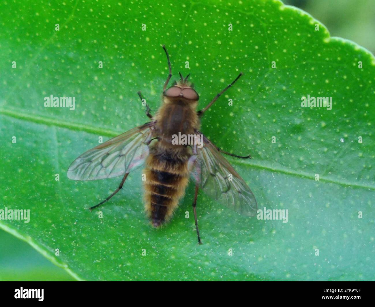 Thereva hi-res stock photography and images - Alamy