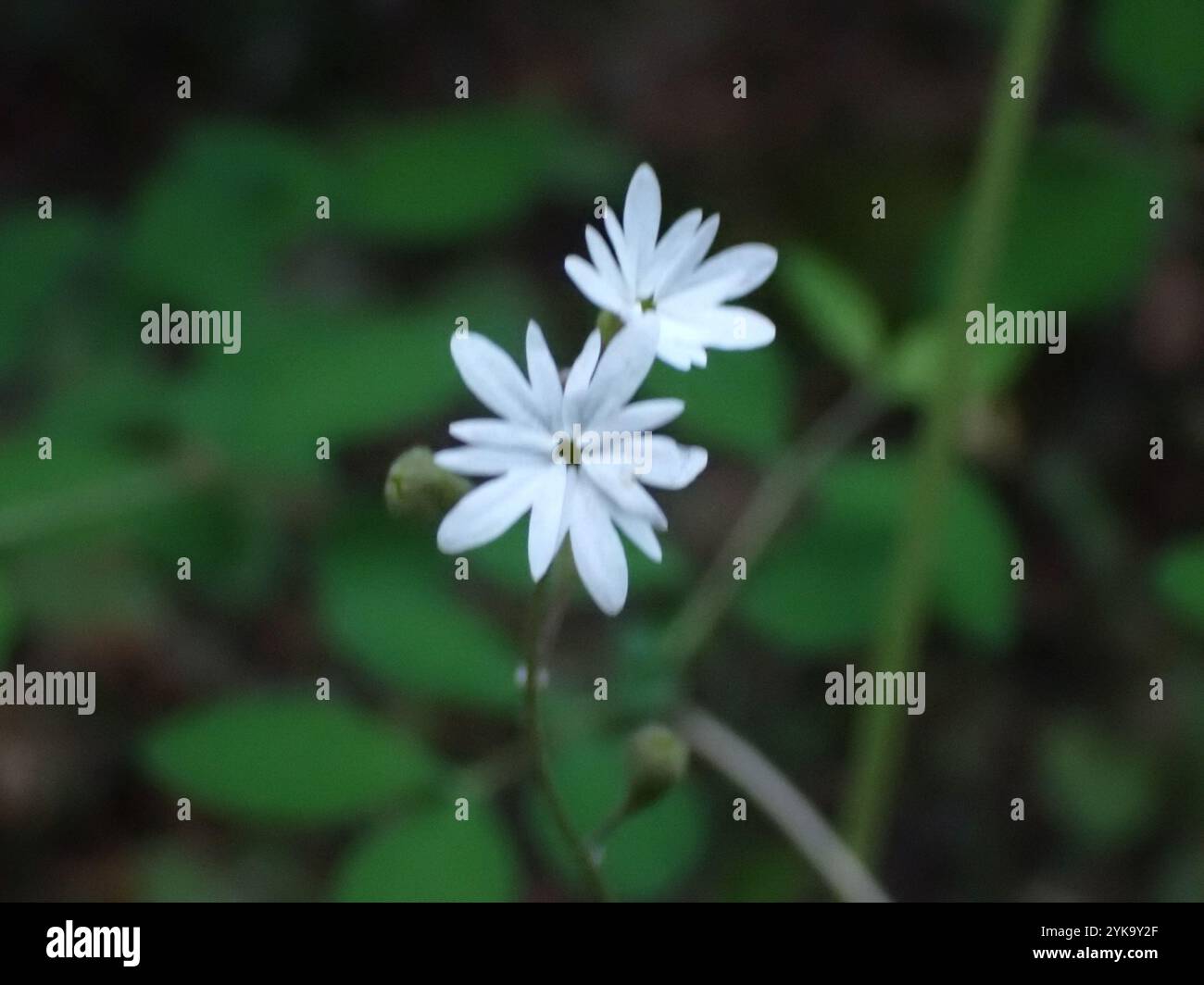 smallflower woodland star (Lithophragma parviflorum Stock Photo - Alamy