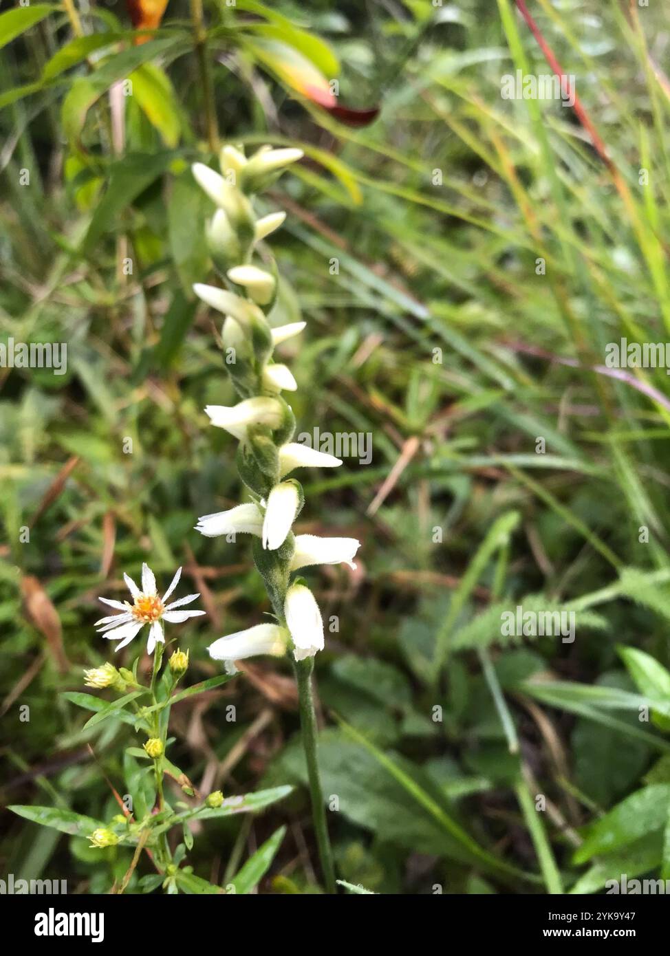 nodding ladies’ tresses (Spiranthes cernua Stock Photo - Alamy