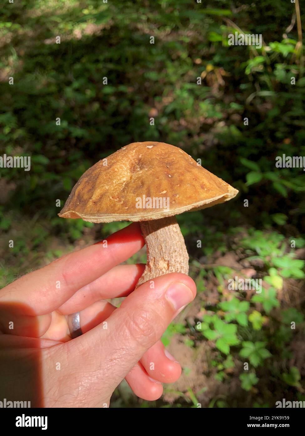 Ghost bolete hi-res stock photography and images - Alamy