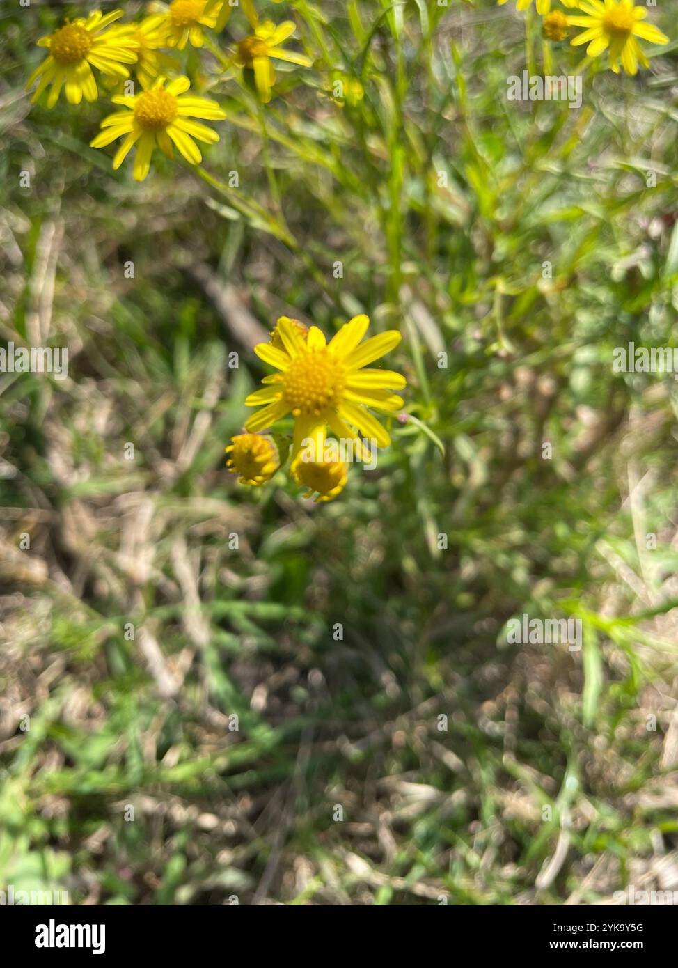 Madagascar Ragwort (Senecio madagascariensis Stock Photo - Alamy