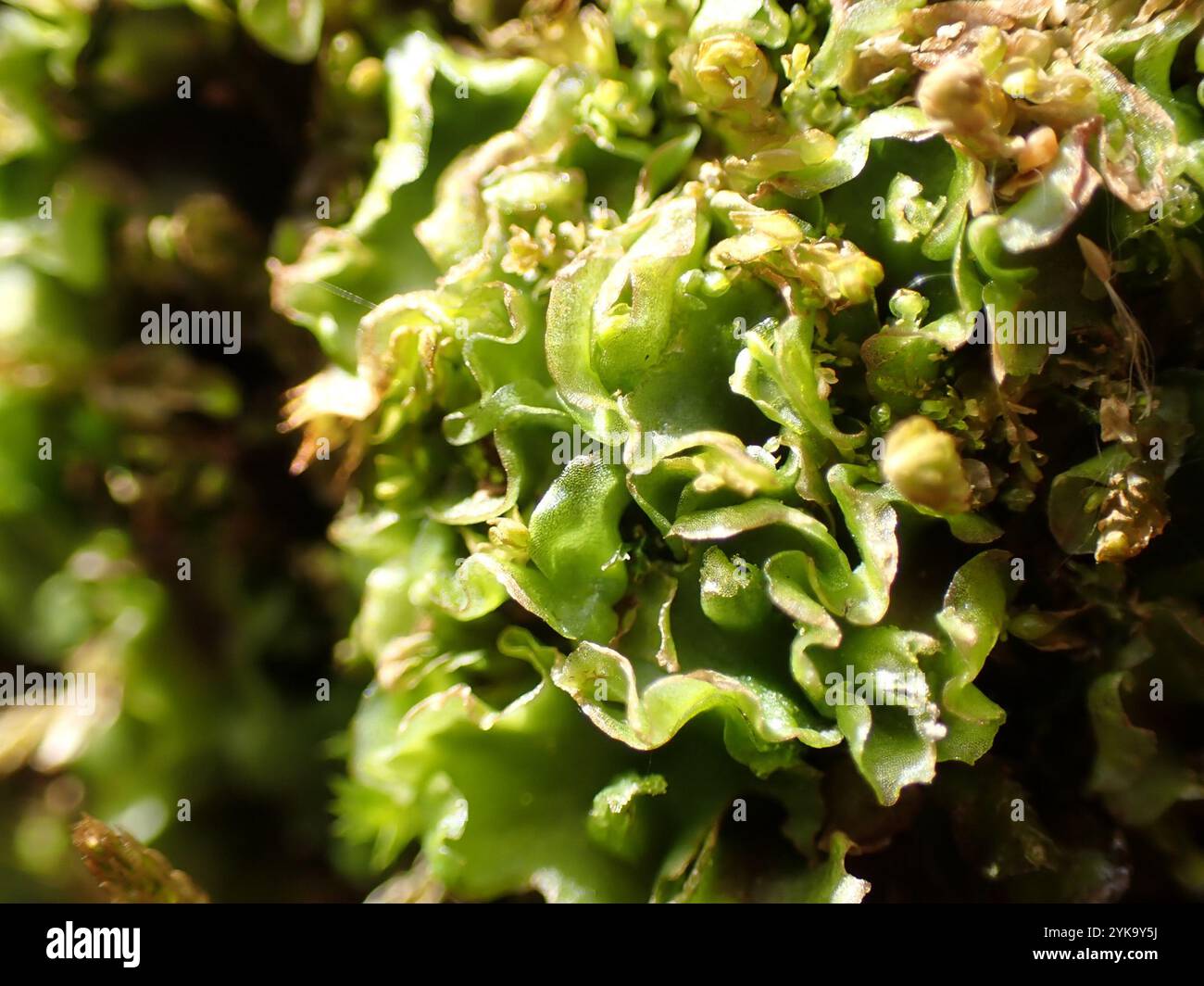 Pellia and allies (Pelliaceae Stock Photo - Alamy