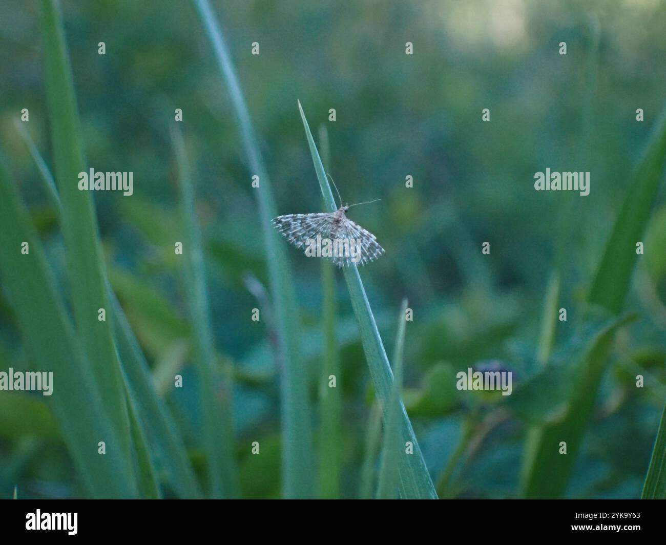 Montana Six-plume Moth (Alucita montana Stock Photo - Alamy