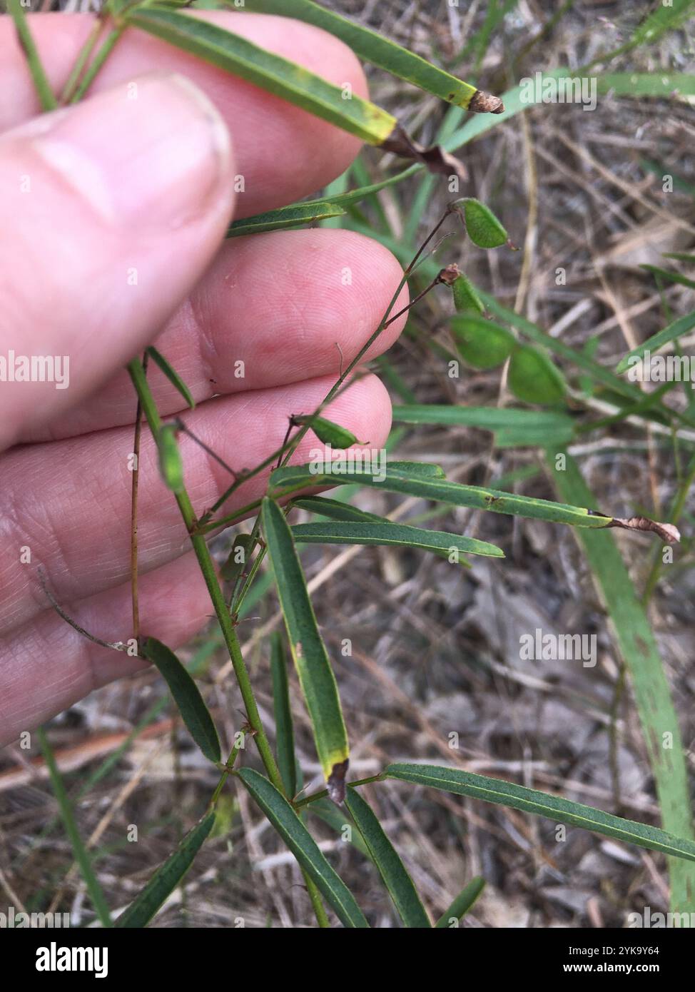 Pine Barren Ticktrefoil (Desmodium strictum Stock Photo - Alamy