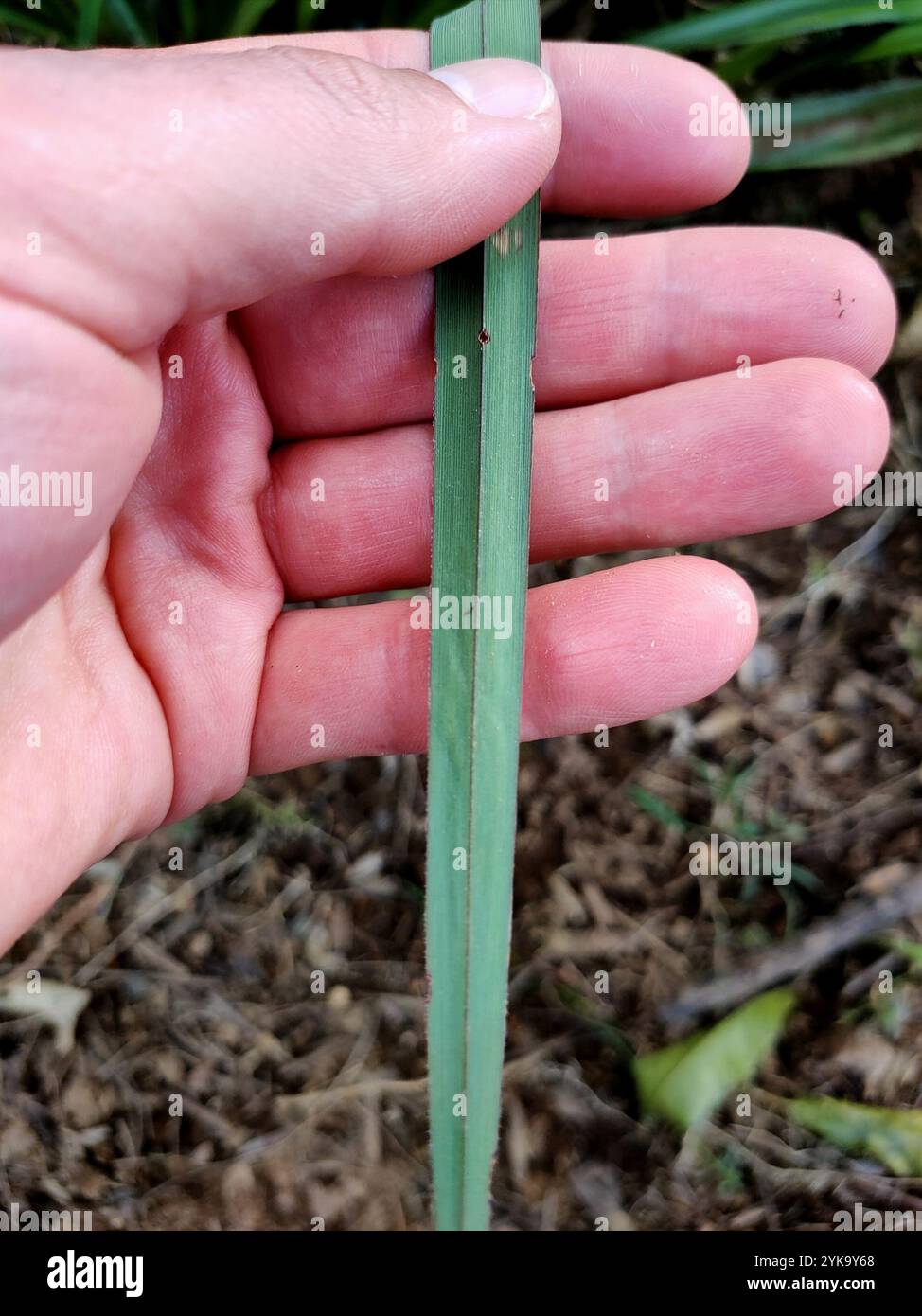 Ink Berry (Dianella nigra Stock Photo - Alamy