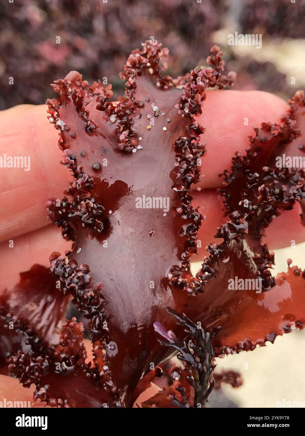 Grape Tongue (Cryptopleura ruprechtiana Stock Photo - Alamy