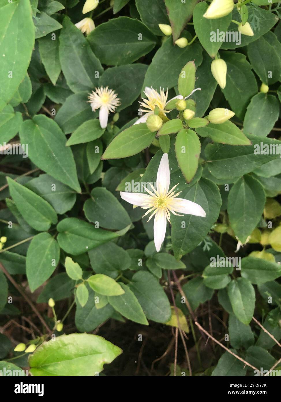 Australian Clematis (Clematis aristata Stock Photo - Alamy
