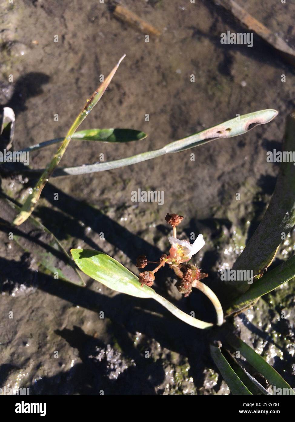 Sagittaria rigida hi-res stock photography and images - Alamy