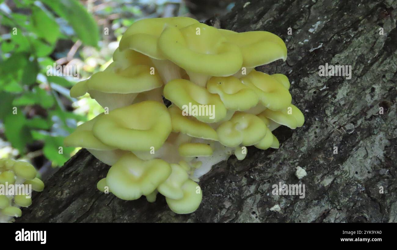 Golden Oyster Mushroom (Pleurotus citrinopileatus Stock Photo - Alamy