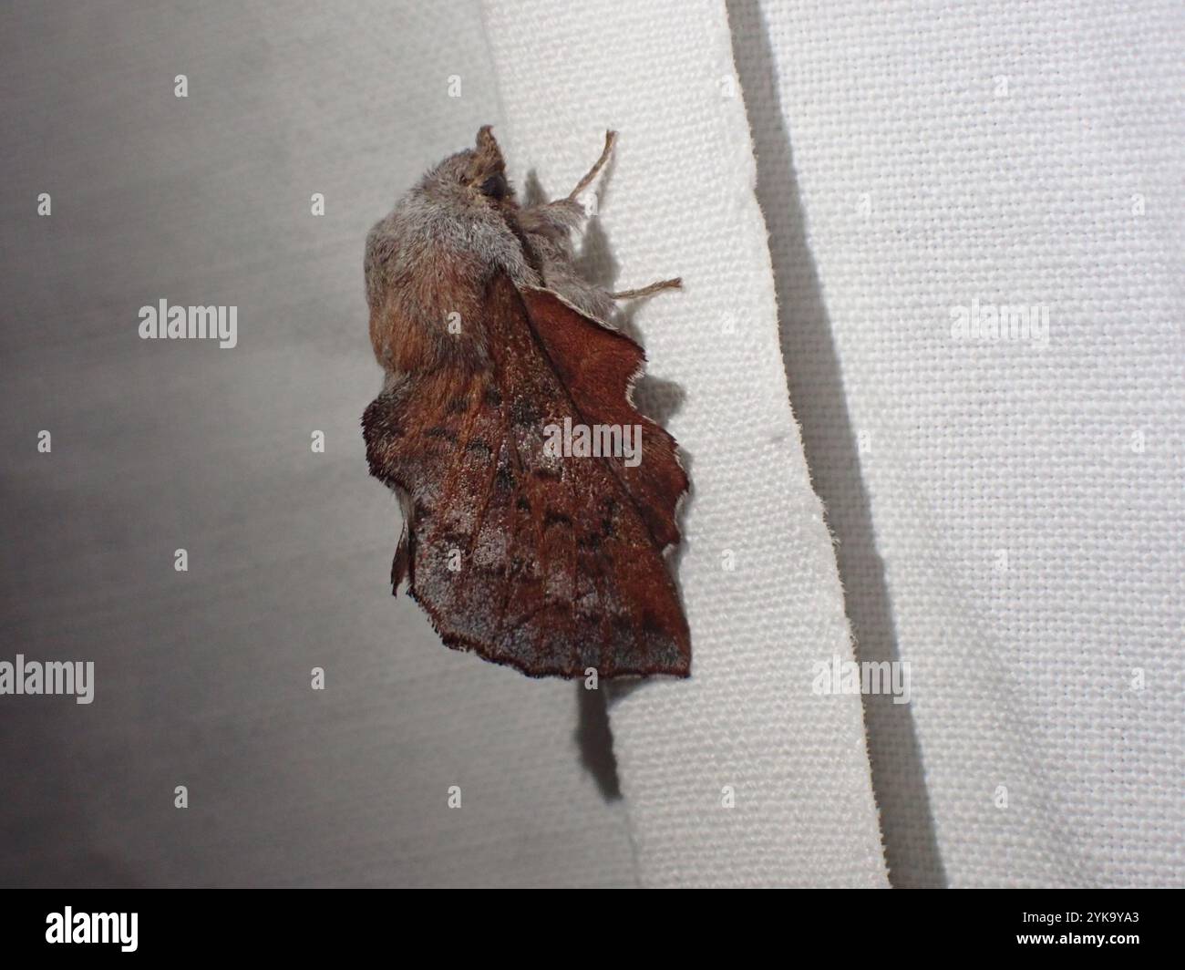 American lappet moth hi-res stock photography and images - Alamy