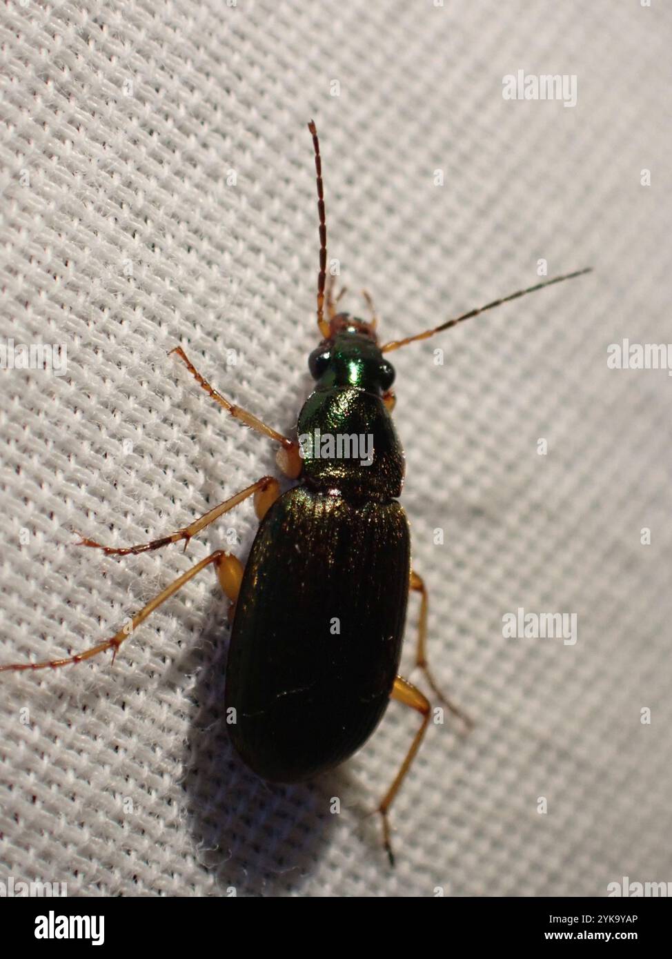 Vivid Metallic Ground Beetles (Chlaenius Stock Photo - Alamy