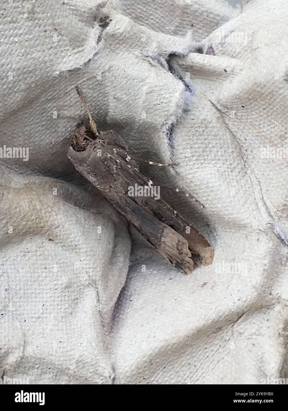 Ipsilon dart hi-res stock photography and images - Alamy