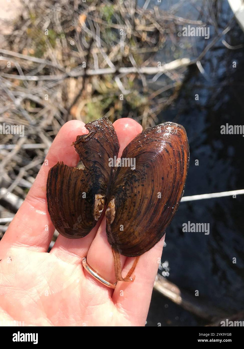 Elliptio complanata hi-res stock photography and images - Alamy