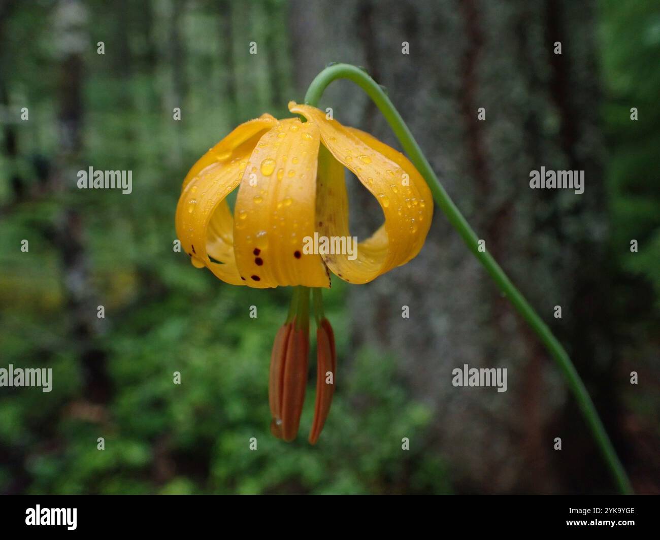 Columbia lily (Lilium columbianum Stock Photo - Alamy