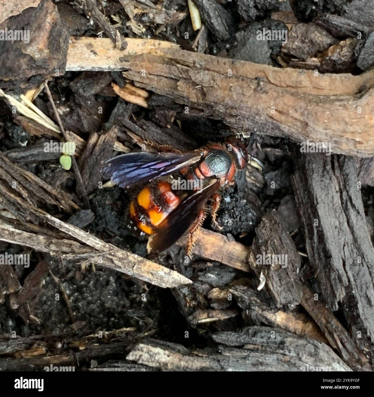 Noble scoliid wasp hi-res stock photography and images - Alamy