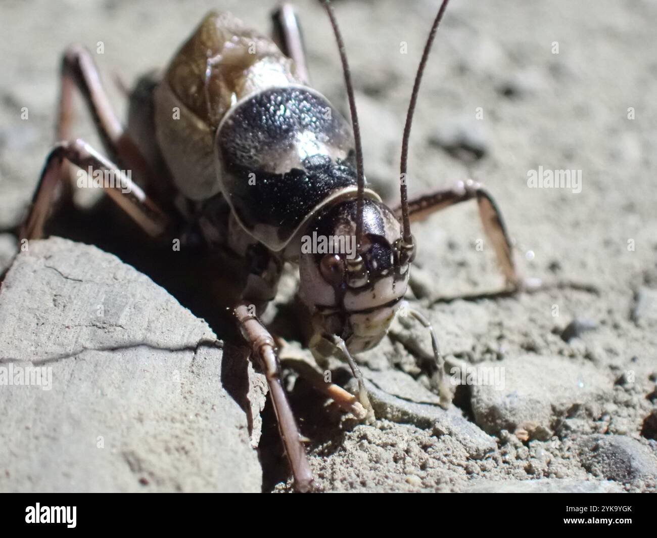Great Grig (Cyphoderris monstrosa Stock Photo - Alamy
