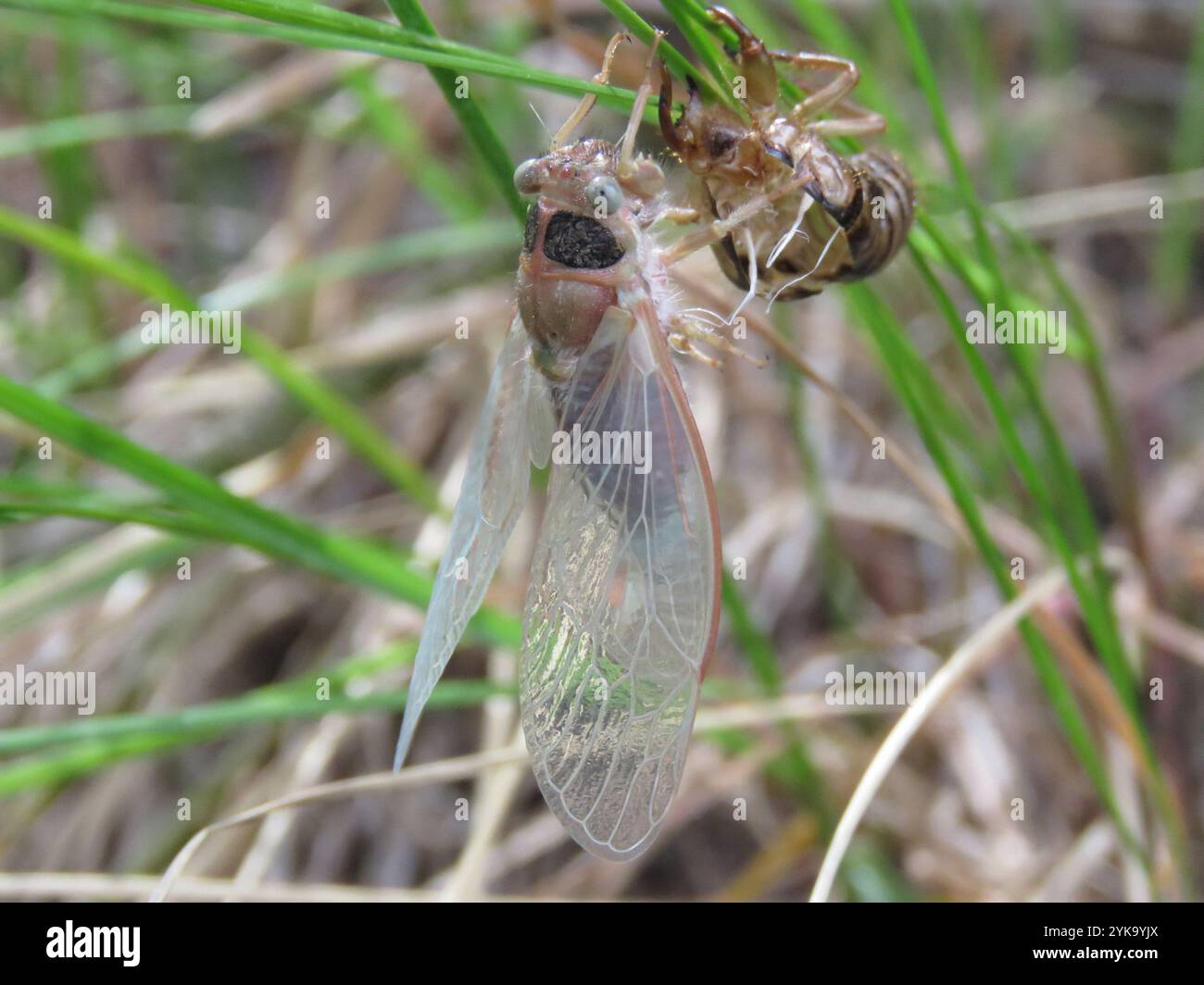 Salmonfly Cicada (Platypedia areolata Stock Photo - Alamy
