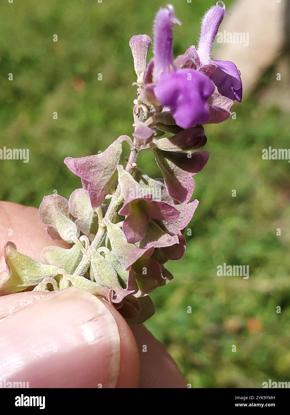 Rock Sage (Salvia pinguifolia Stock Photo - Alamy
