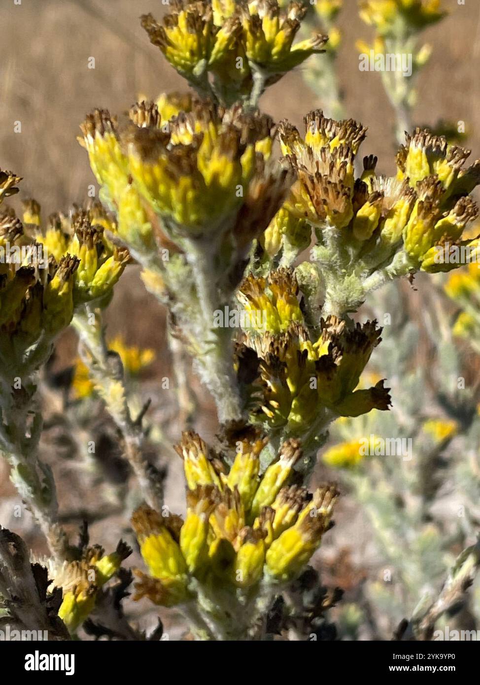 Coastal Goldenbush (Isocoma menziesii Stock Photo - Alamy