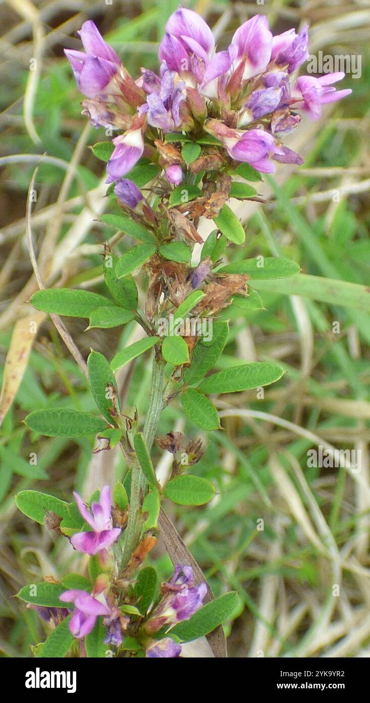 slender bush clover (Lespedeza virginica Stock Photo - Alamy