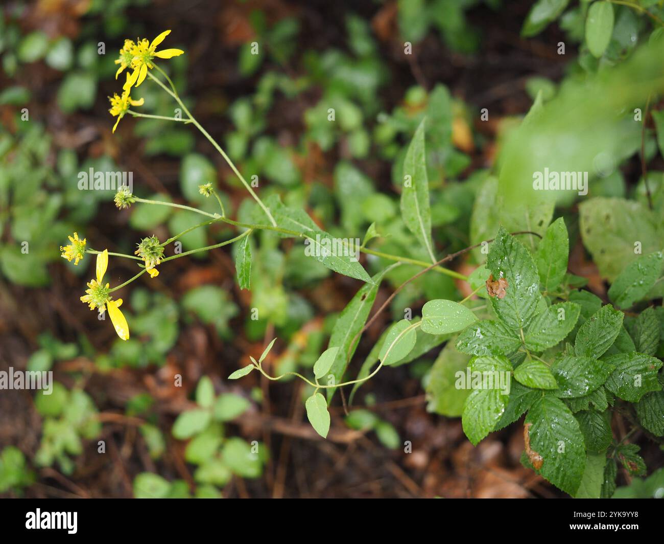 Wingstem (Verbesina alternifolia Stock Photo - Alamy