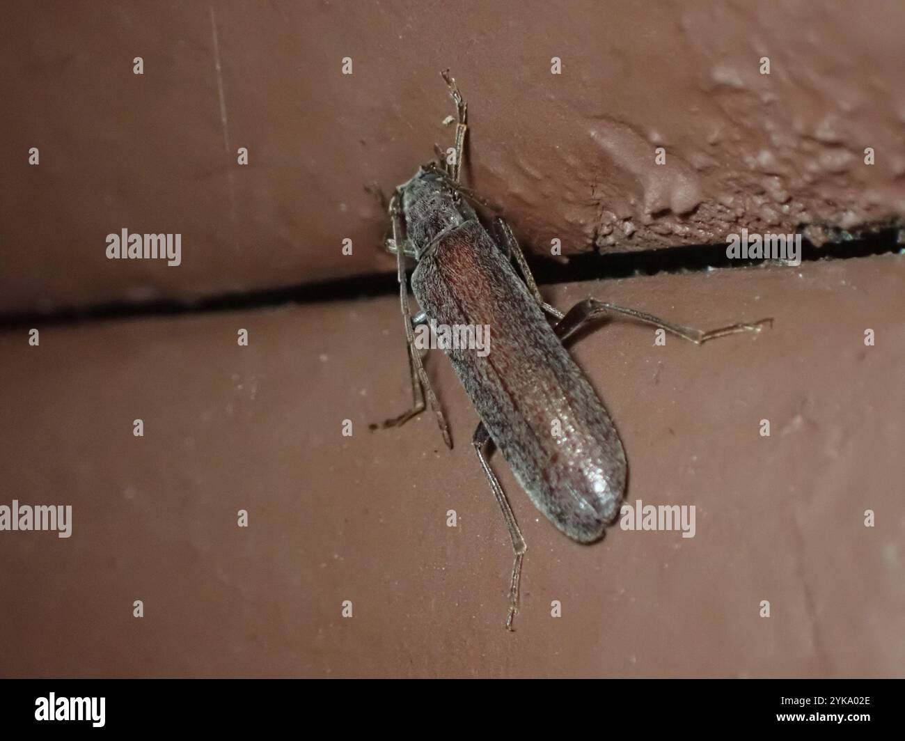 Angled False Blister Beetle (Calopus angustus Stock Photo - Alamy